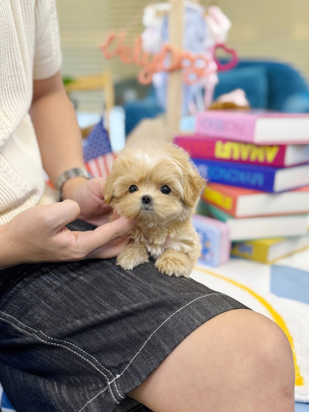 Premium Teacup Puppies from Korea – Safe Delivery by Velydog