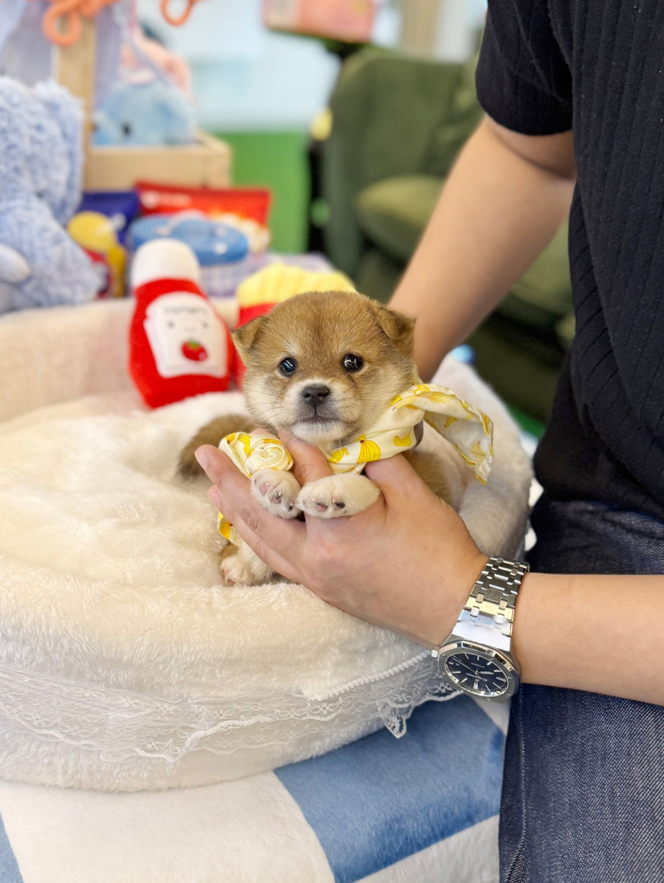 Premium Teacup Puppies from Korea – Safe Delivery by Velydog